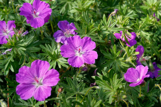 Do Deer Eat Geraniums? The Most Deer Resistant Geranium Varieties ...