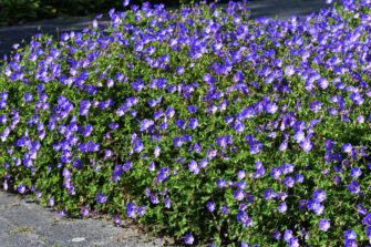 Do Deer Eat Geraniums? The Most Deer Resistant Geranium Varieties ...