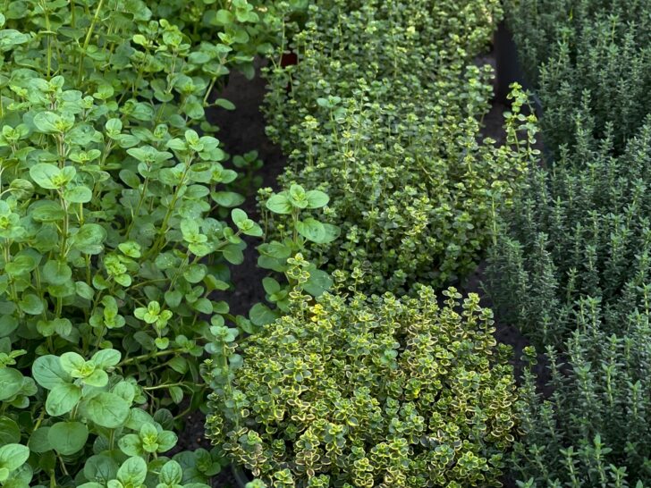 Do Deer Eat Thyme [and Creeping Thyme]?