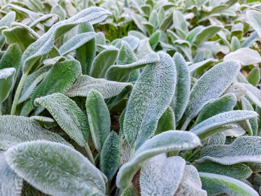 15 Plants That Repel Deer From Your Garden | 🦌 Deer Gardener