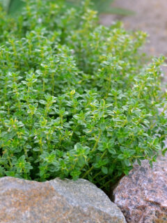 Deer Gardener - Deer resistant plants, attracting and feeding deer, and ...