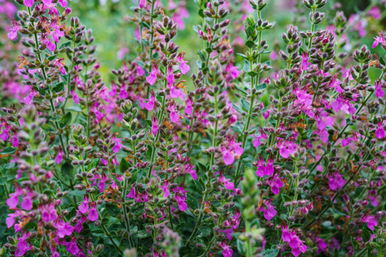13 Low Maintenance Deer Resistant Plants For A Beautiful Garden рџ њ