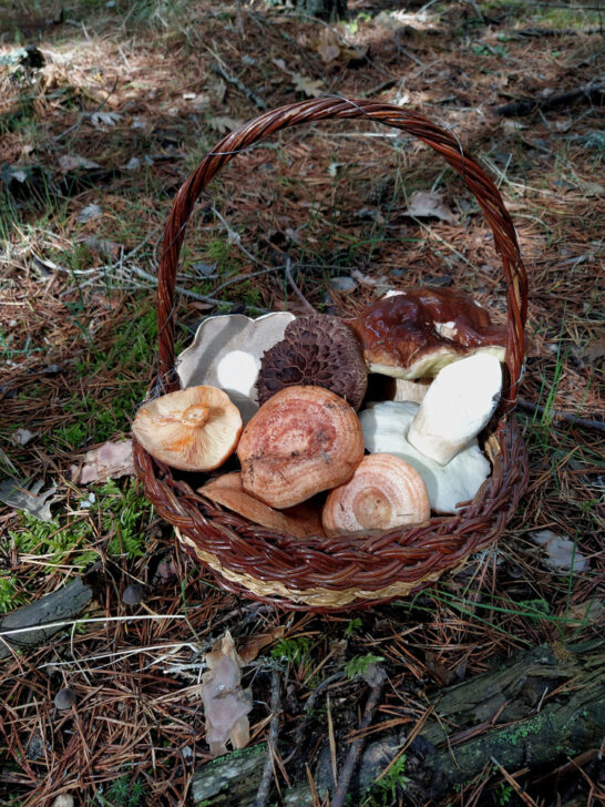 Do Deer Eat Mushrooms? 🍄 Complete Mushroom Guide - Deer Gardener