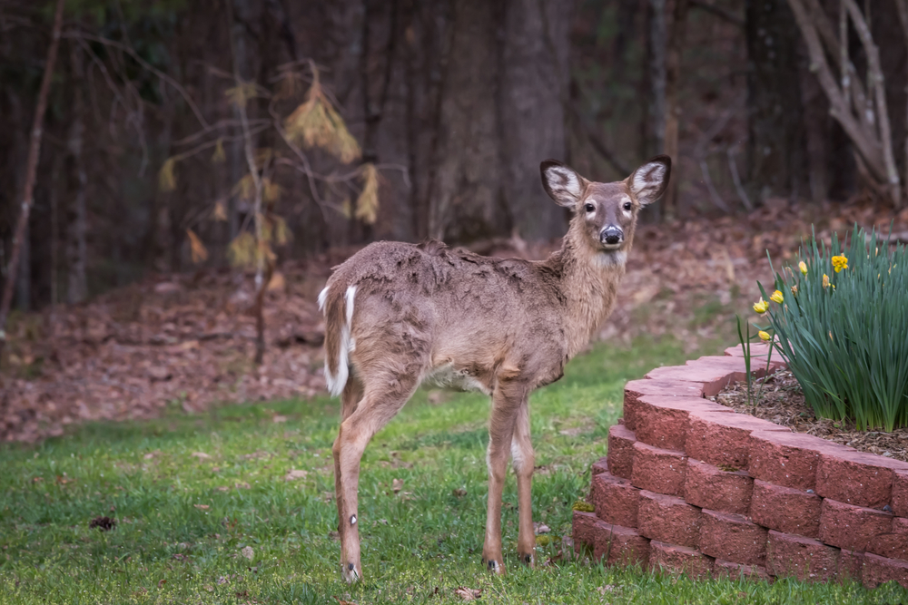 Here s What To Do With Deer Poop In Yard And Garden Areas