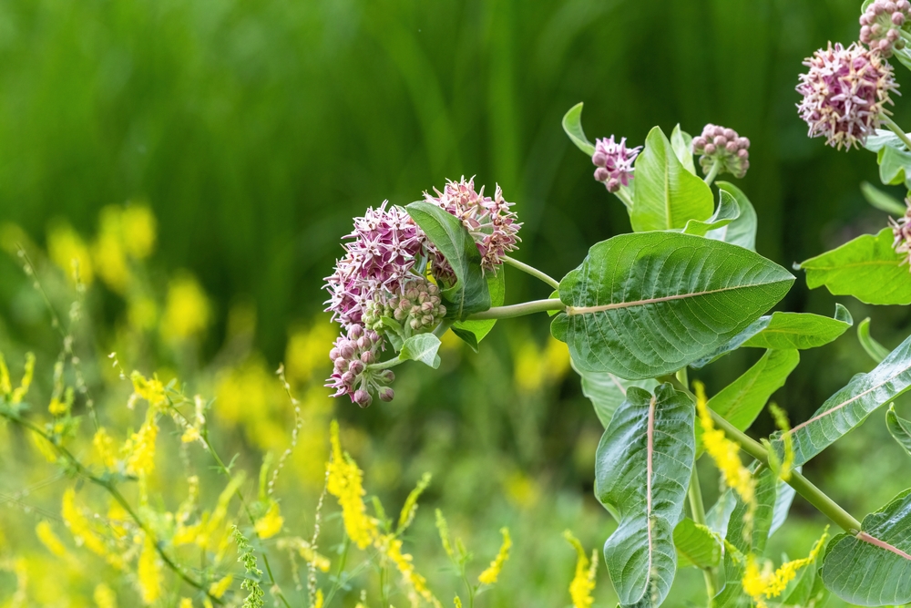 Is Milkweed Deer Resistant