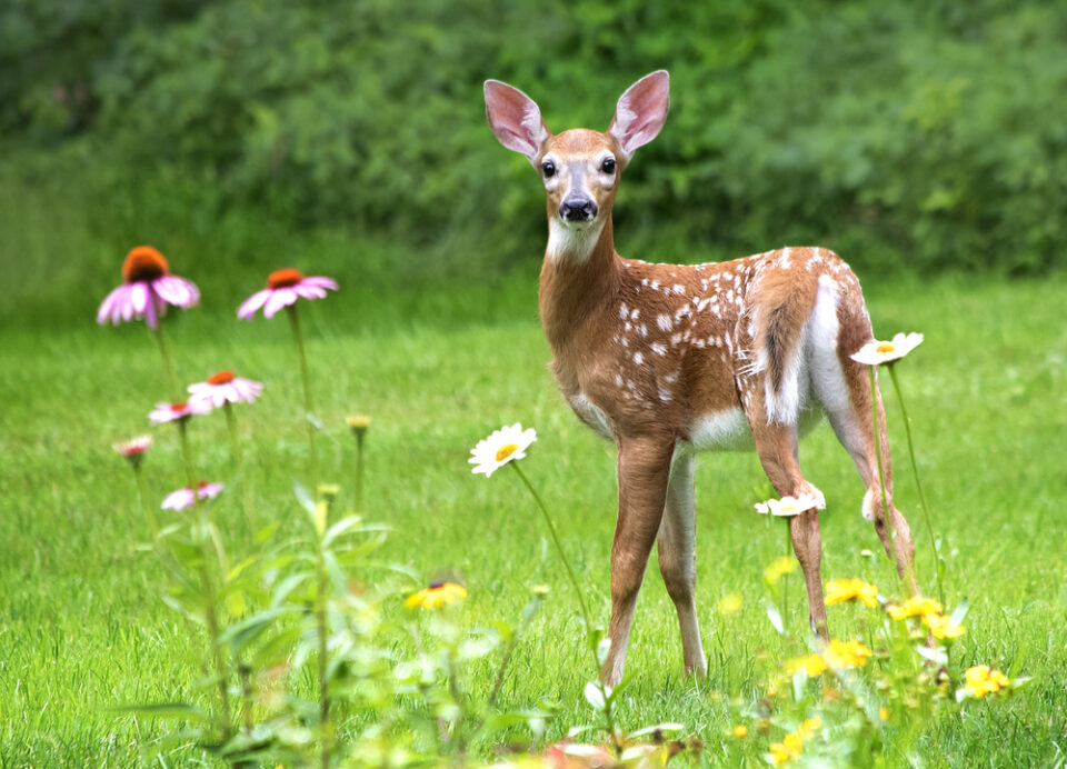 How Many Deer Are In a Herd? Species, Families, and Mating - Deer Gardener