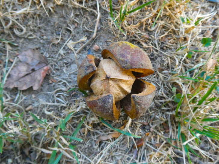 Do Deer Eat Hickory Nuts [Deer Resistance Guide] - Deer Gardener
