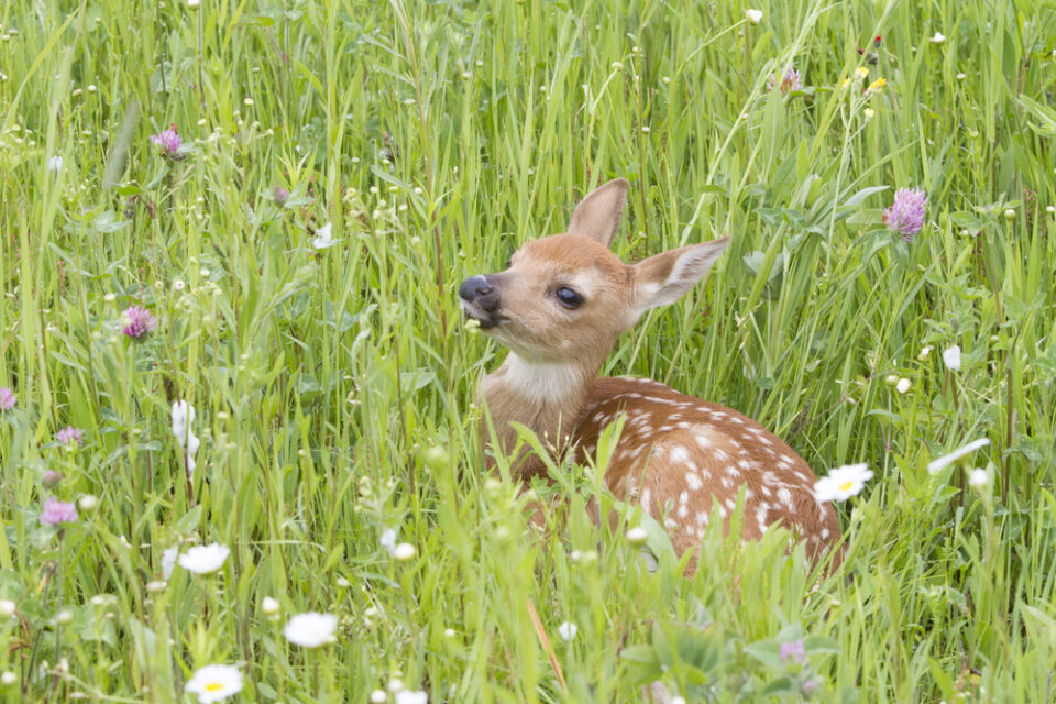 What Do Deer Eat In Summer? [+ Deer Feeding Guidance] - Deer Gardener