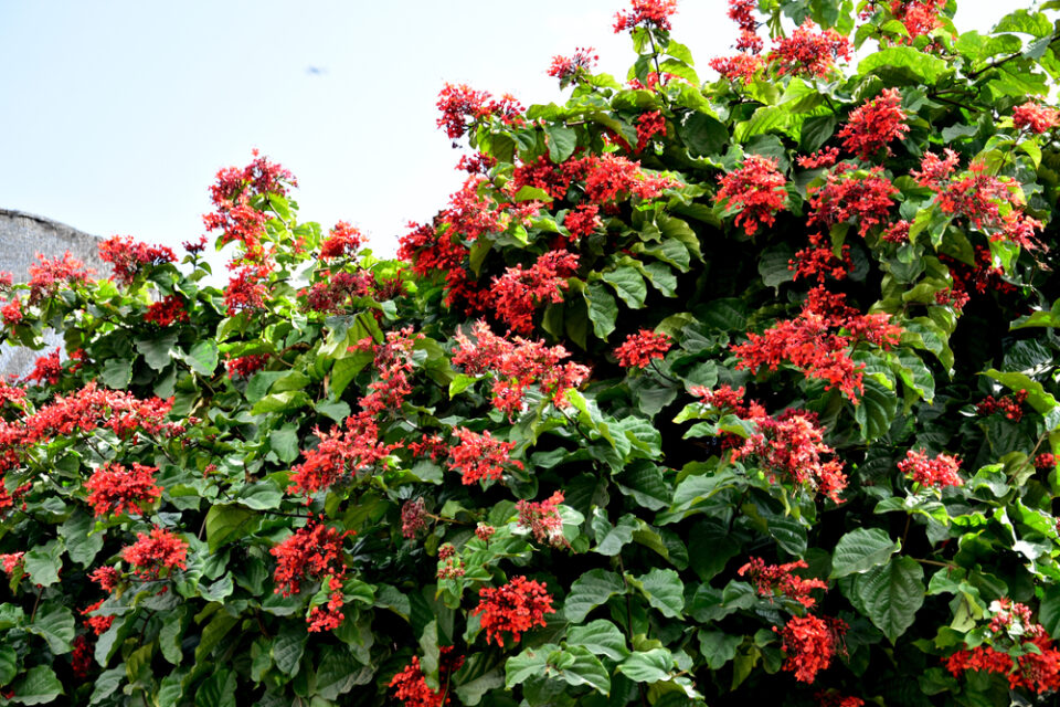 14 Stunning Deer Repellent Flowers for Your Yard Or Garden 🦌